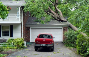 Todd Pate Tree Service - Affordable Tree Service - Free Estimates