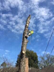 Tree Service in Cobb County - removal, trimming, stump grinding