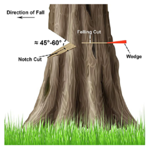 Affordable Tree Service - Tree Removal and Cost