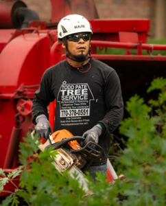 Safe, Affordable, and Reliable Tree Removal